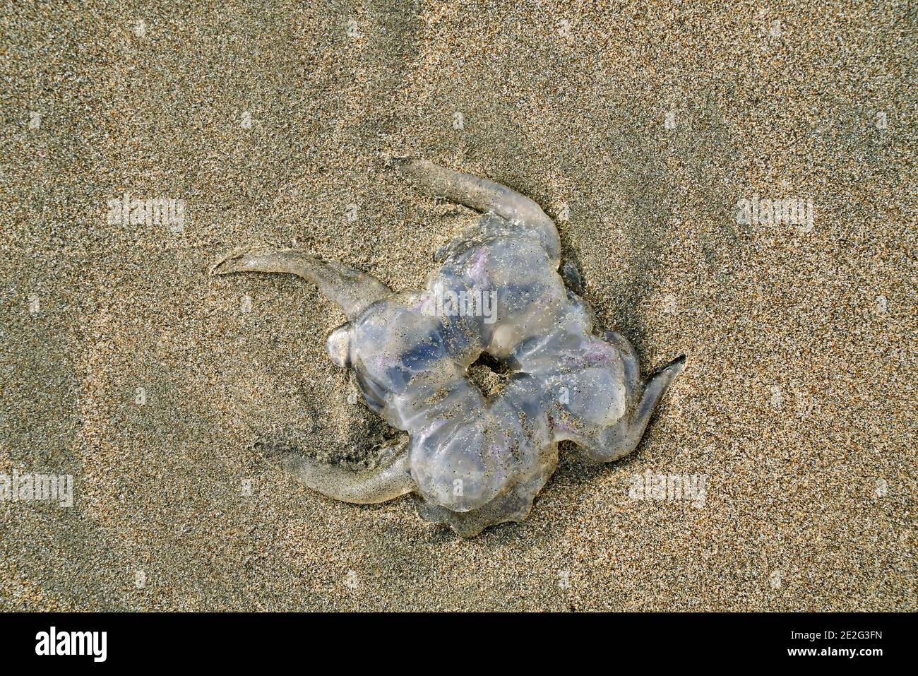 Jellyfish stranded hi-res stock photography and images - Alamy