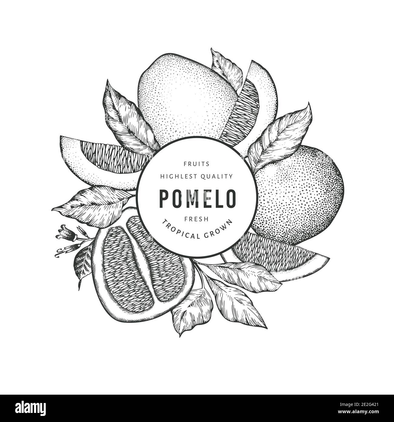 Hand drawn sketch style pomelo banner. Organic fresh fruit vector ...