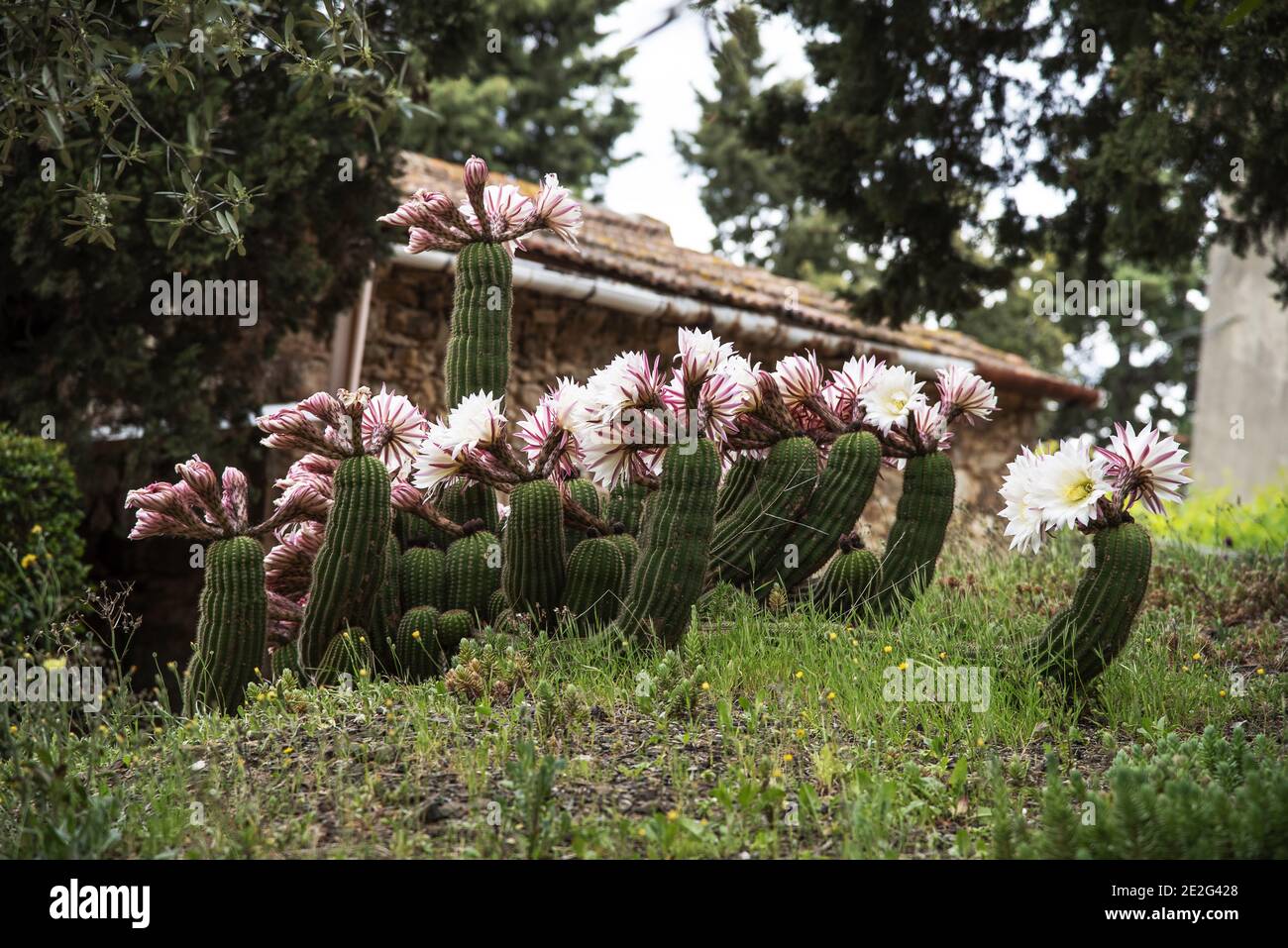 A flowering cactus group in a row like soldiers Stock Photo - Alamy