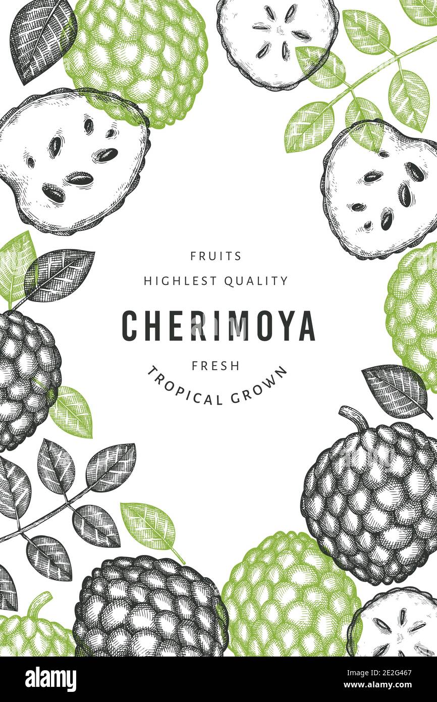 Hand drawn sketch style cherimoya banner. Organic fresh fruit vector ...