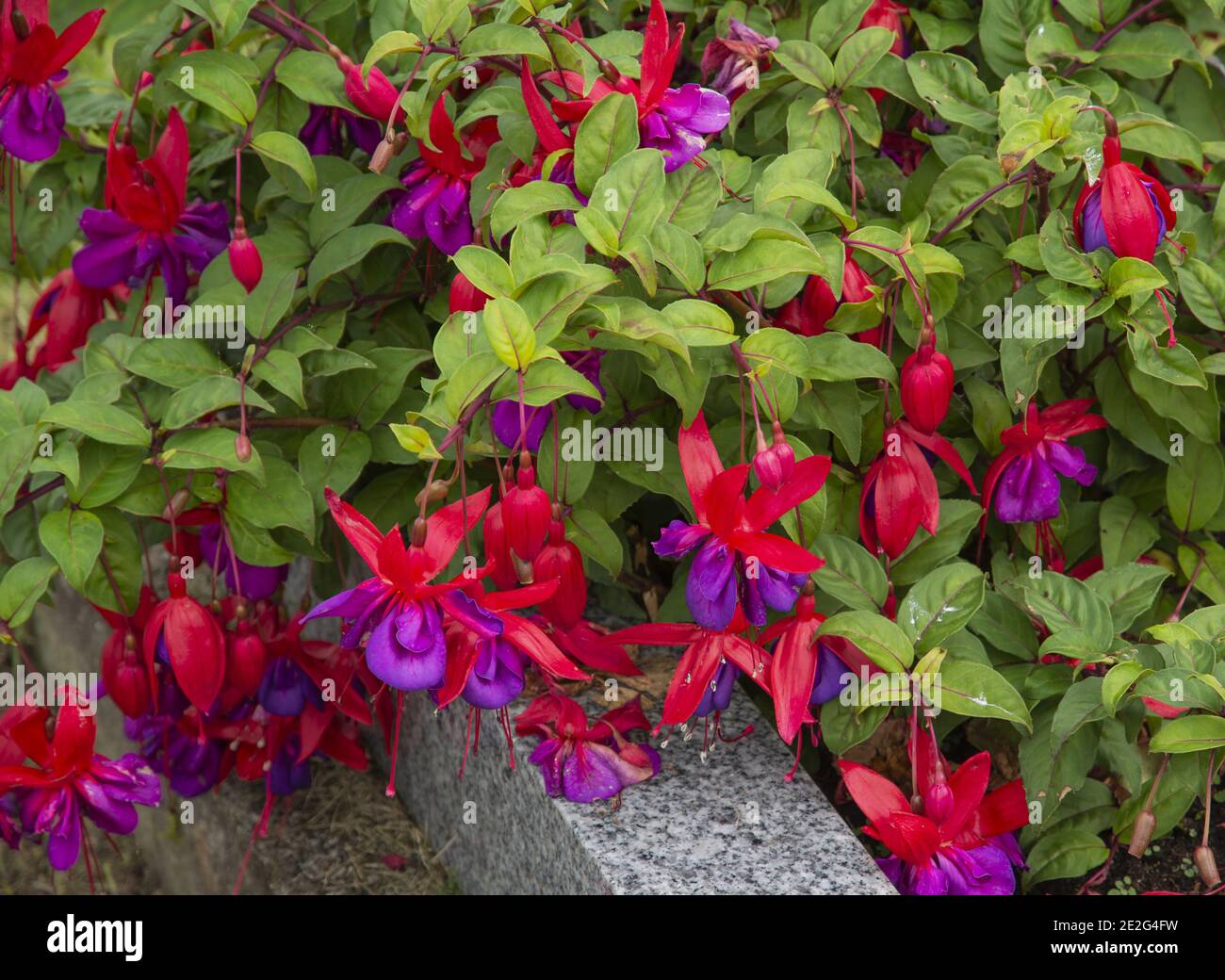 Purple bluebells hi-res stock photography and images - Alamy