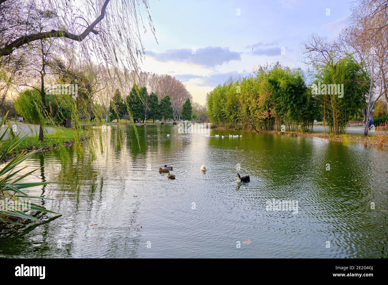Colorful ducks swimming on the small pond and lake with their ...
