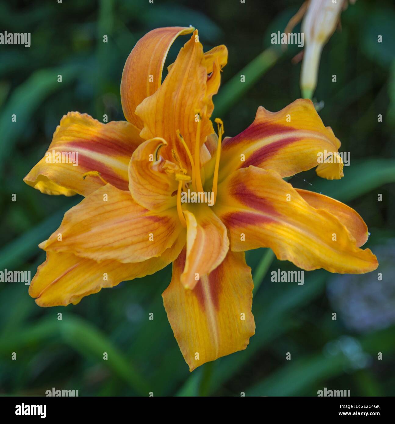 Colorful lily hi-res stock photography and images - Alamy