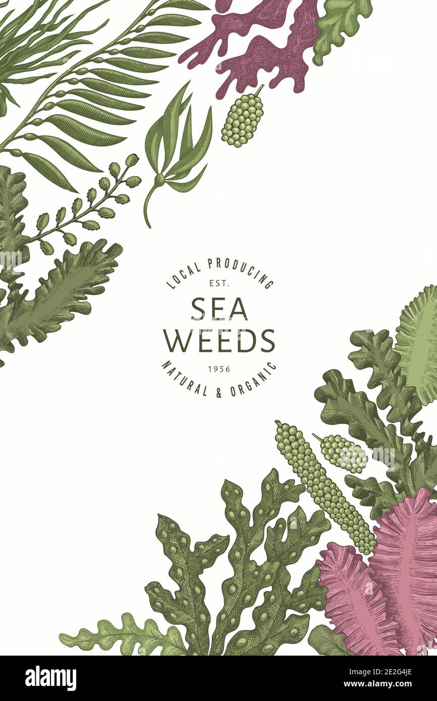 Seaweed color design template. Hand drawn vector seaweeds illustration ...