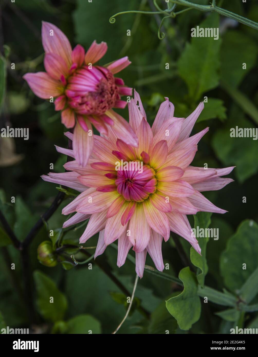 Flowers with shades of color Stock Photo - Alamy