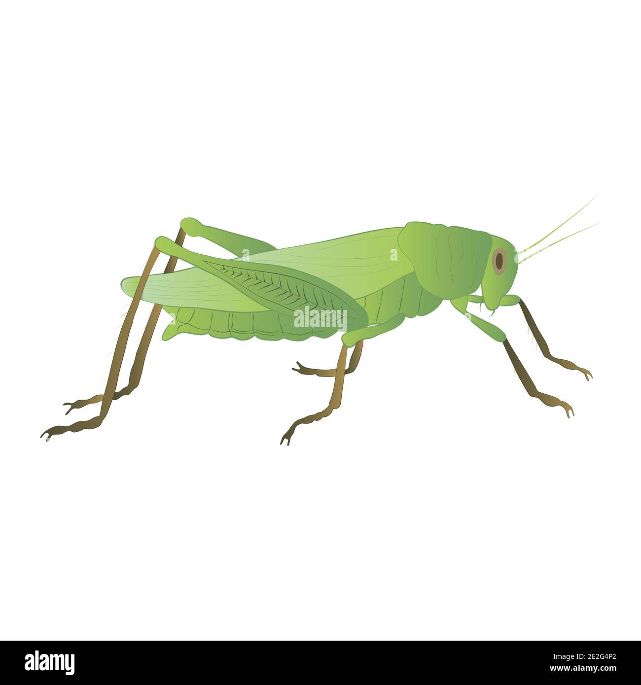 Locusts picture Cut Out Stock Images & Pictures - Alamy