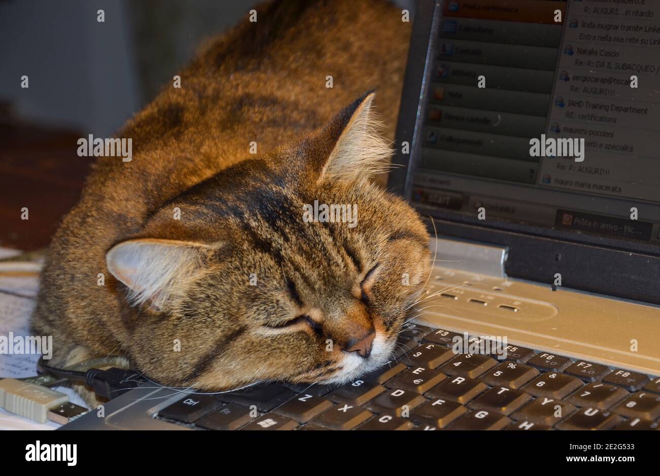 Cat laptop sleeping hi-res stock photography and images - Alamy