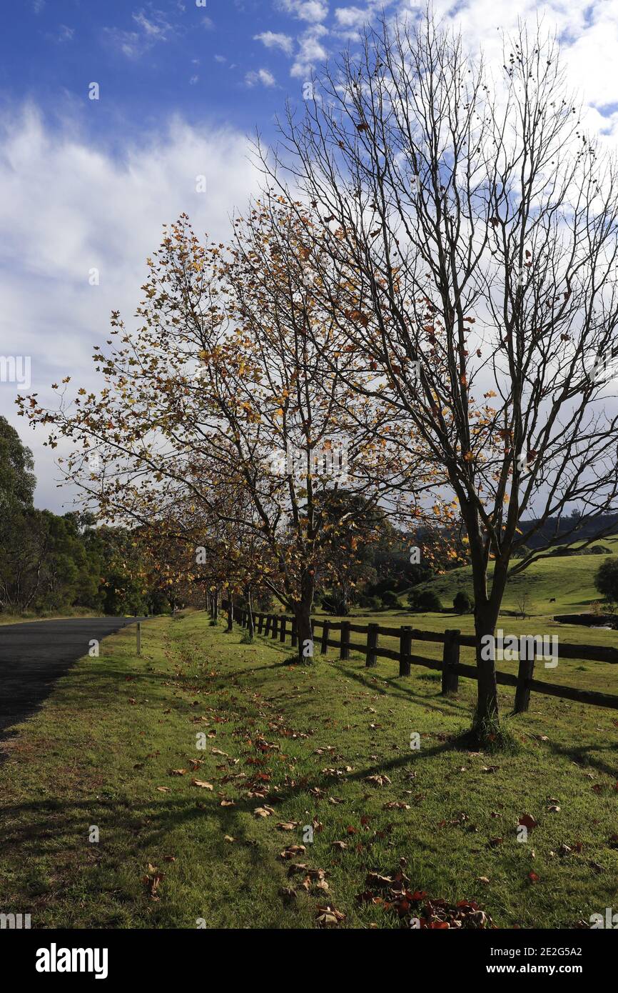 Southern Highlands Bowral High Resolution Stock Photography and Images ...