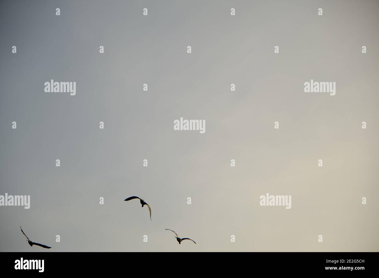 Groups of birds ducks together with seagulls freely flying on the open ...