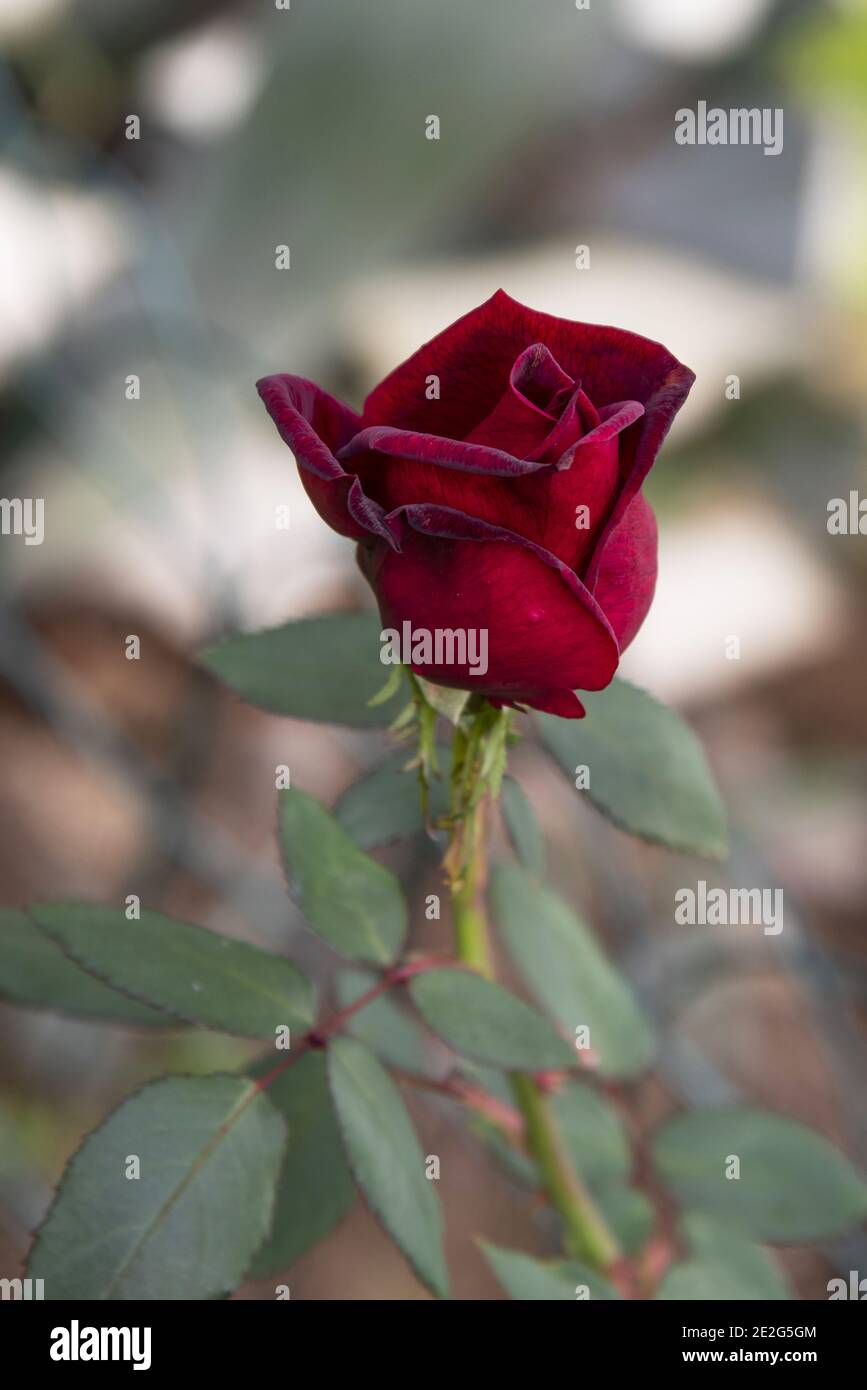 Lonely red rose Stock Photo - Alamy