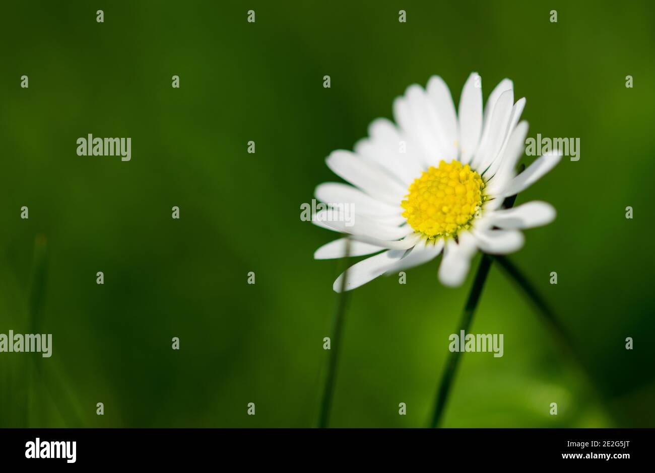 Selective focus of a beautifully blossomed daisy flower on a green ...