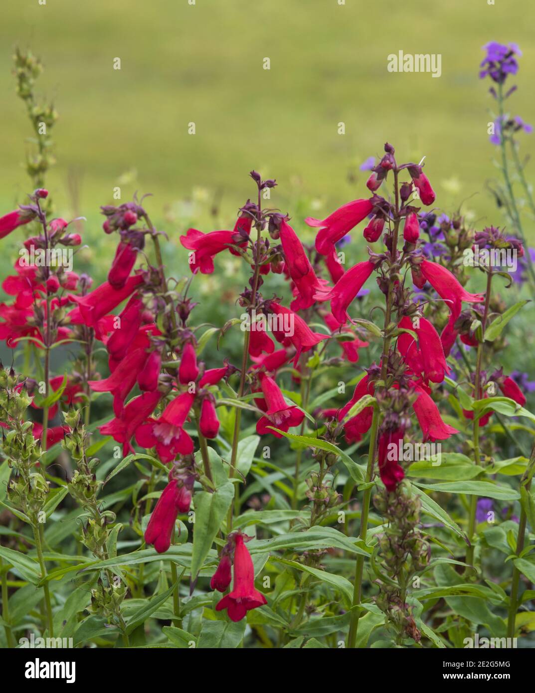 Bluebelles hi-res stock photography and images - Alamy