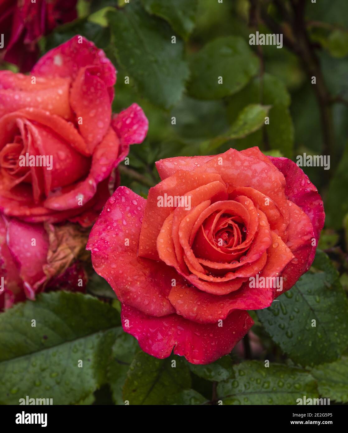 A beautiful red rose Stock Photo - Alamy