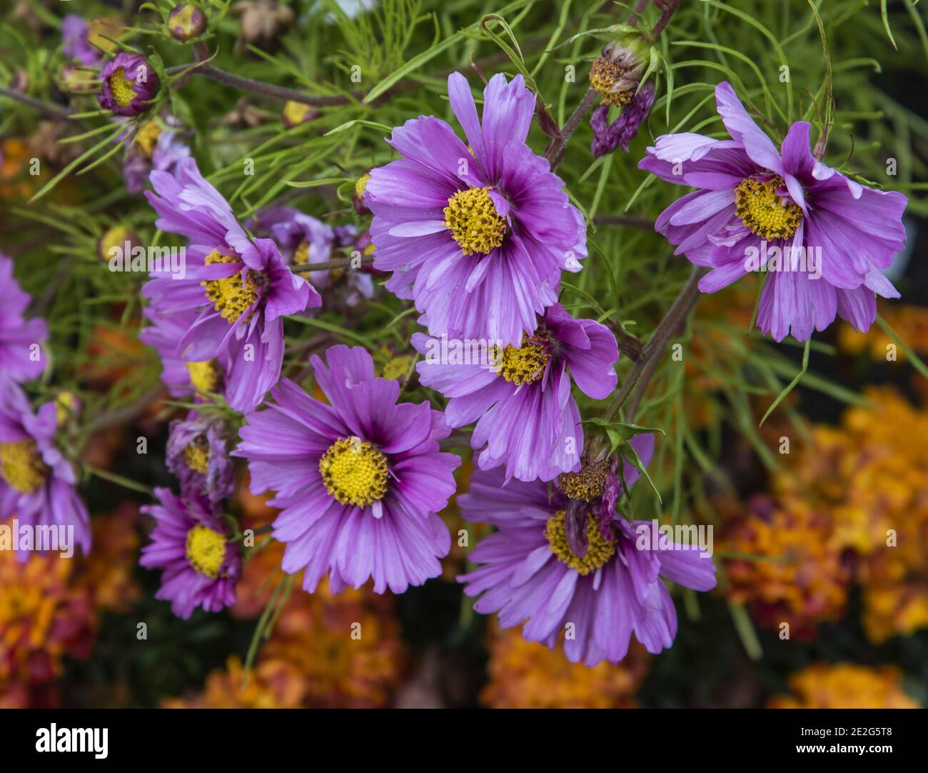 Colori colour hi-res stock photography and images - Alamy