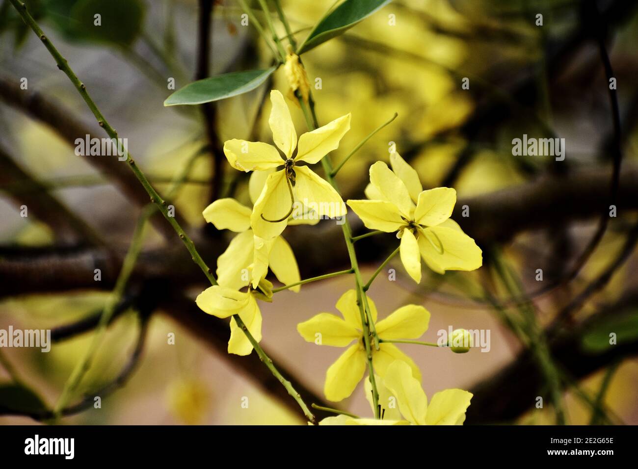 Tangled branches beautiful yellow hi-res stock photography and images ...