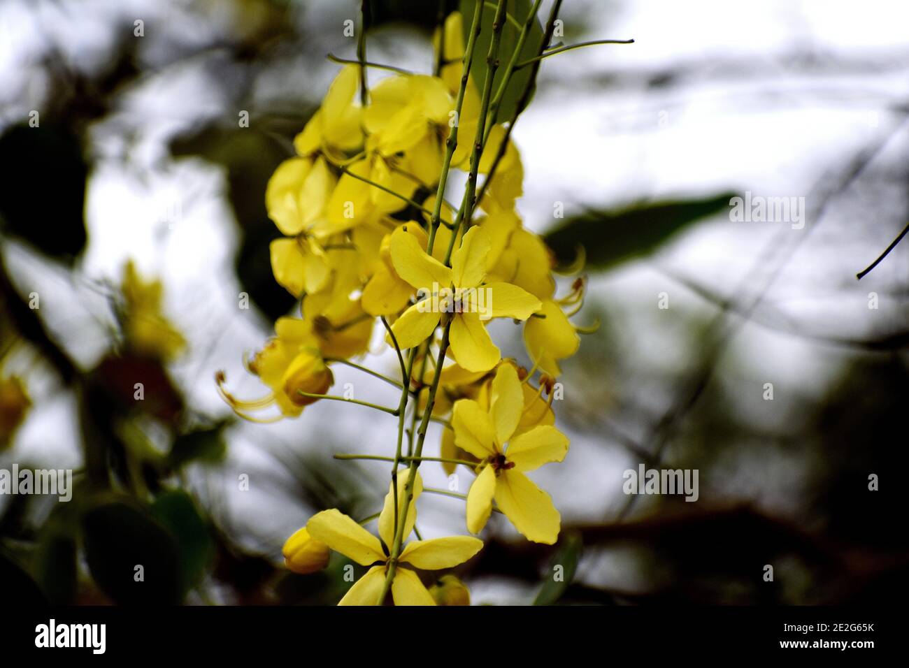 Tangled branches of beautiful yellow flowers on the blurred background ...