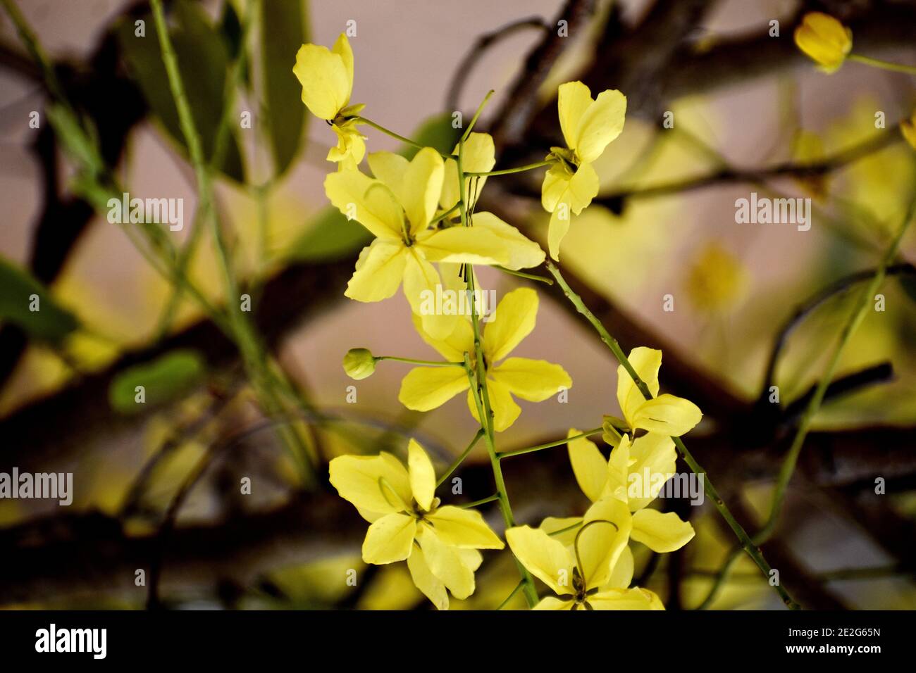 Tangled branches of beautiful yellow flowers on the blurred background ...