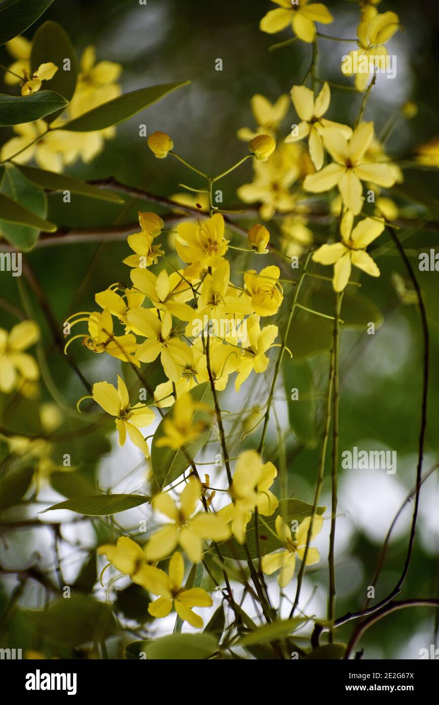 Tangled branches of beautiful yellow flowers on the blurred background ...