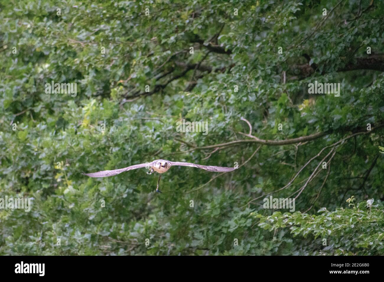 Bird flying near the branches of trees in a Wildlife Park in Germany ...