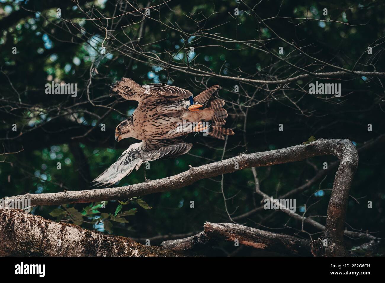 Bird flying through the branches of trees in a Wildlife Park in G Stock ...