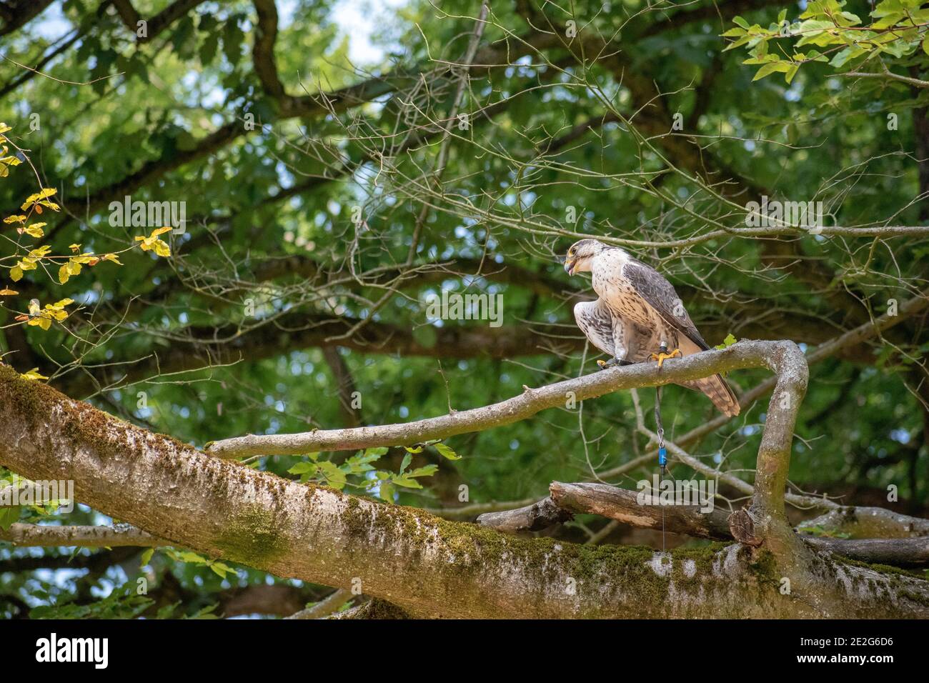 Bird perched on a branch of a tree in a Wildpark Schwarze Berge in ...