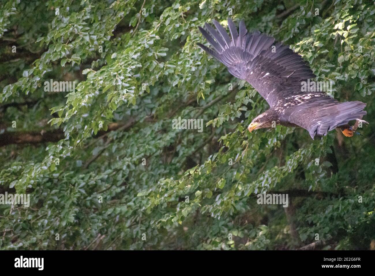 Eagle flying near the branches of a tree in a Wildlife Park in Germany ...