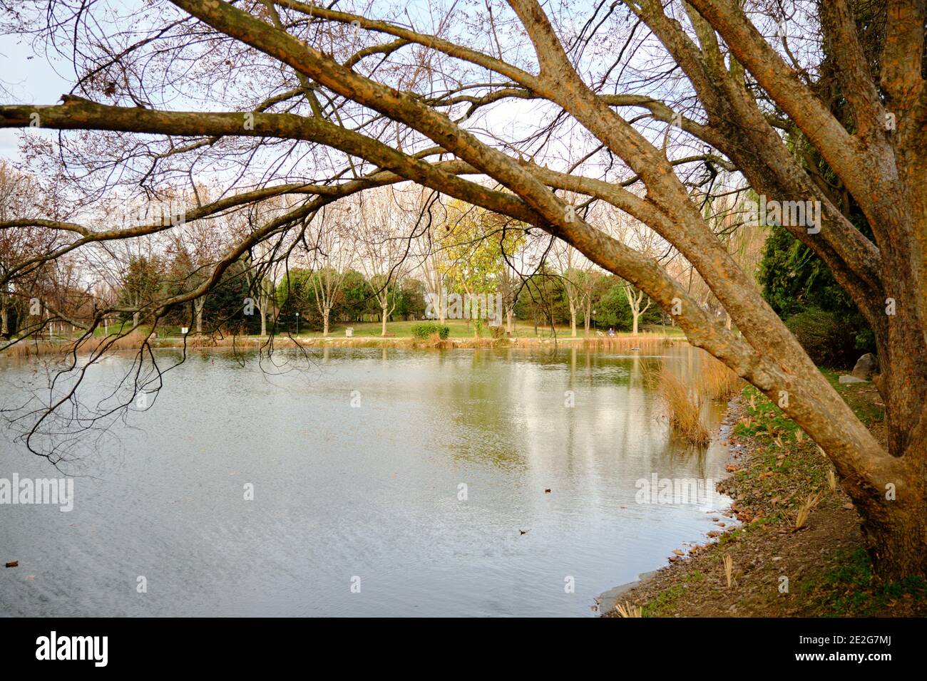 Green yard and trees with huge mountain and blue sky background Stock ...