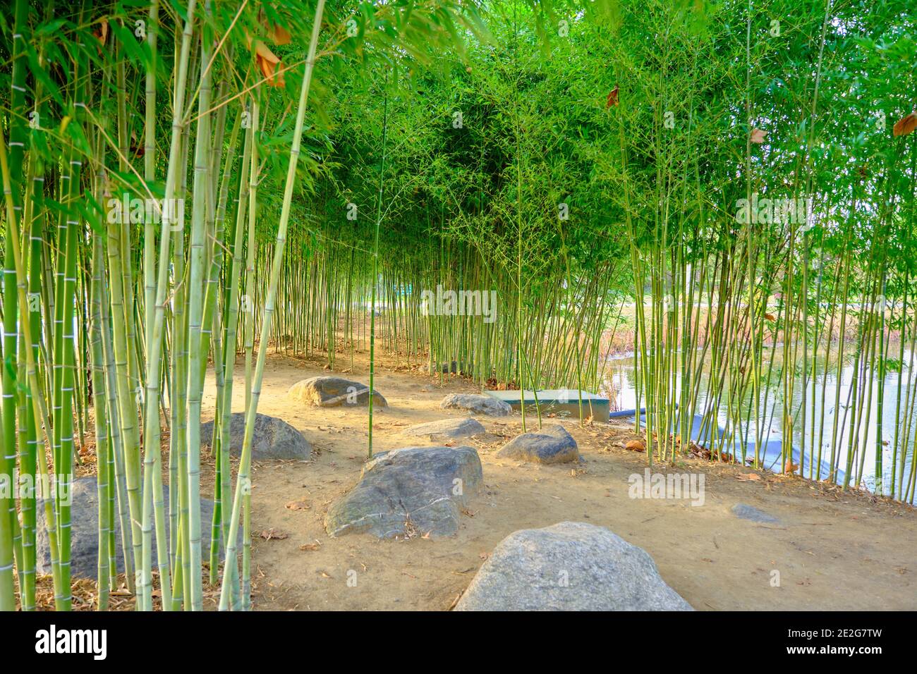 Bamboo plants and there is small lake and pond behind these plants ...