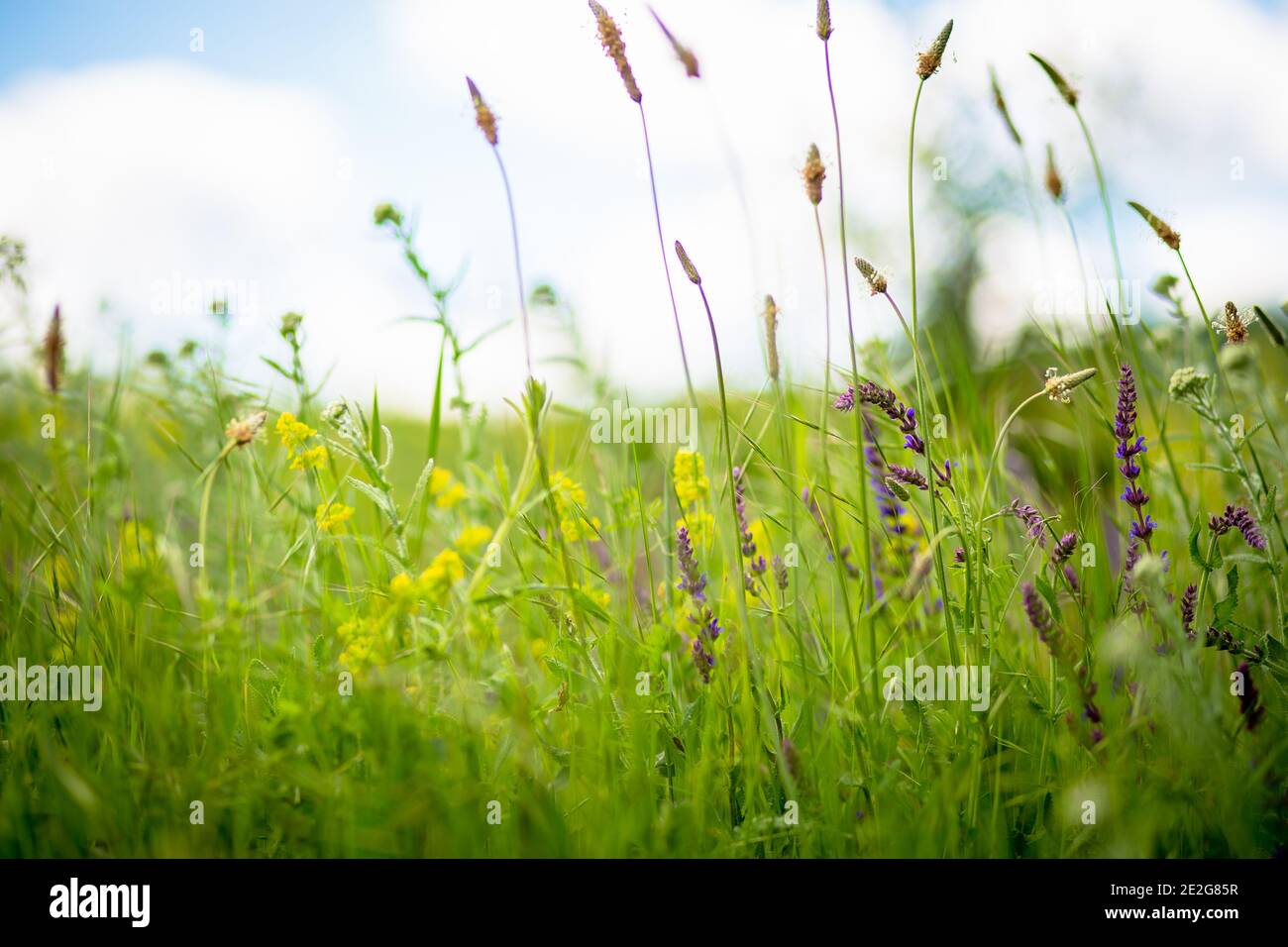 Colorful spring flowers in the meadow on blurred background Stock Photo ...