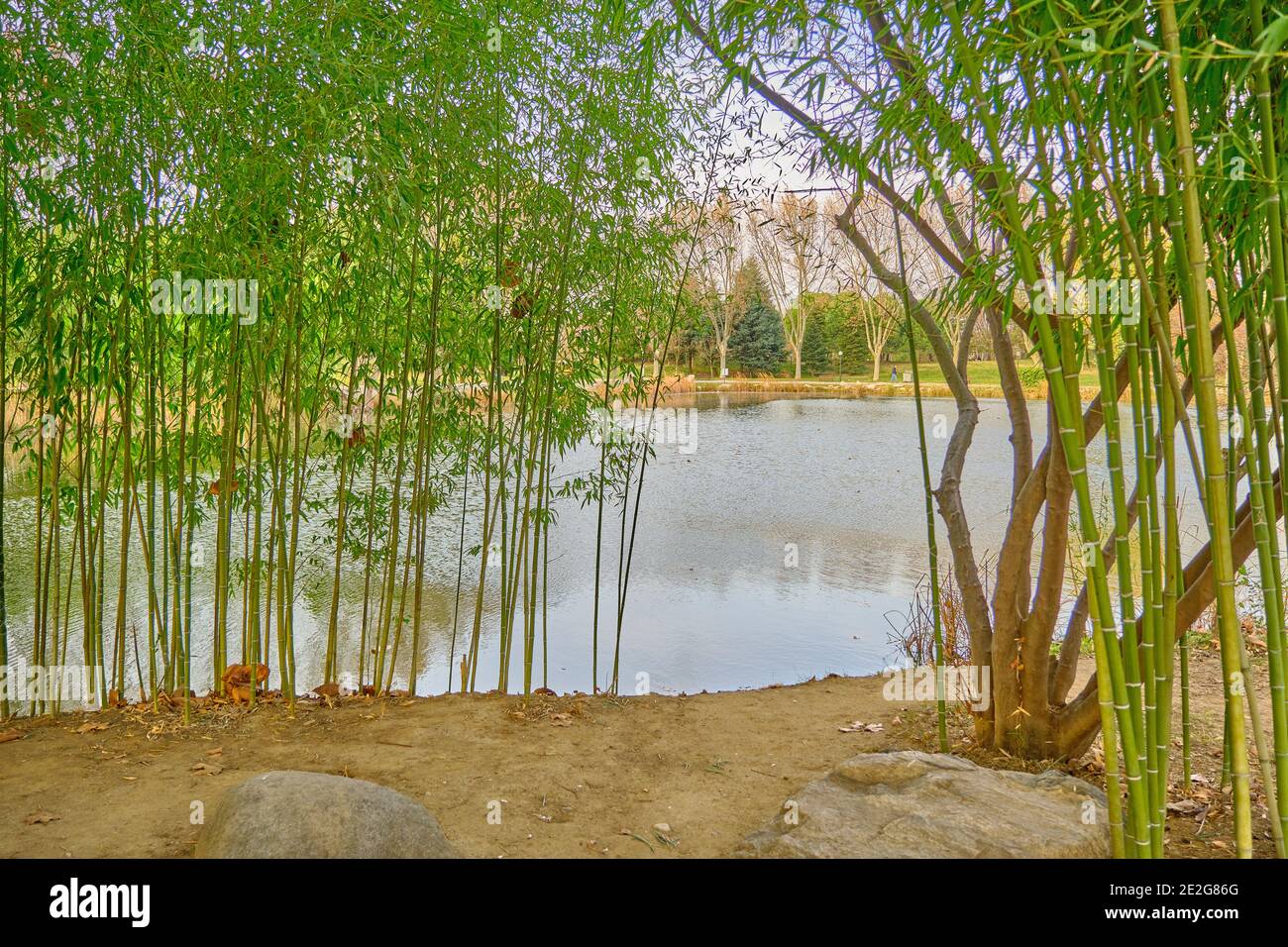 Bamboo plants and there is small lake and pond behind these plants ...