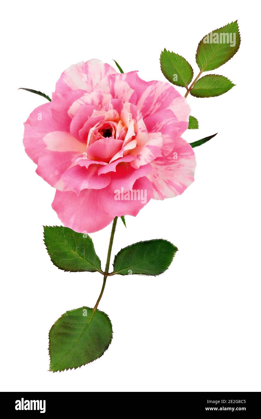 Pink candy rose flower with leaves isolate on white background Stock ...