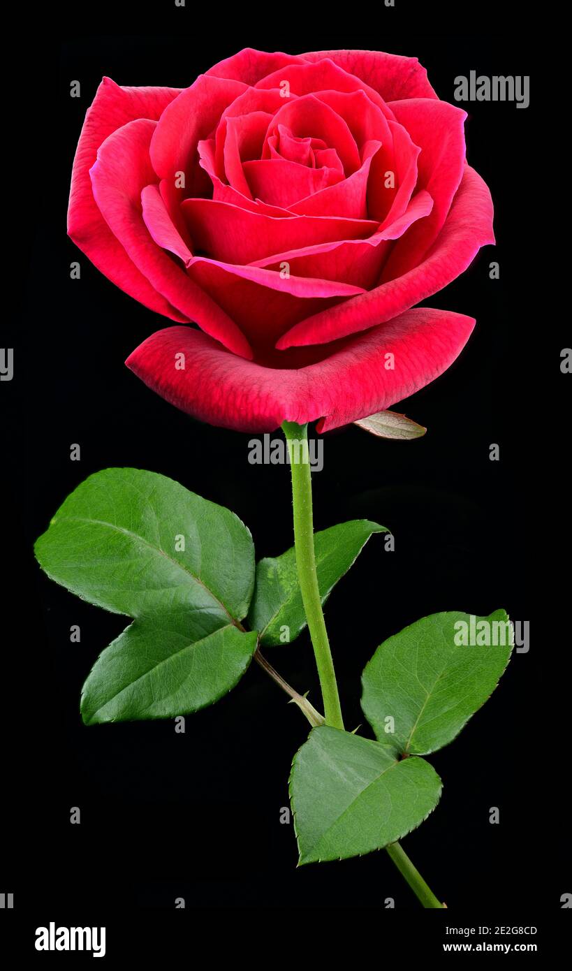 Red velvet rose flower with leaves and stem for valentine day isolated ...