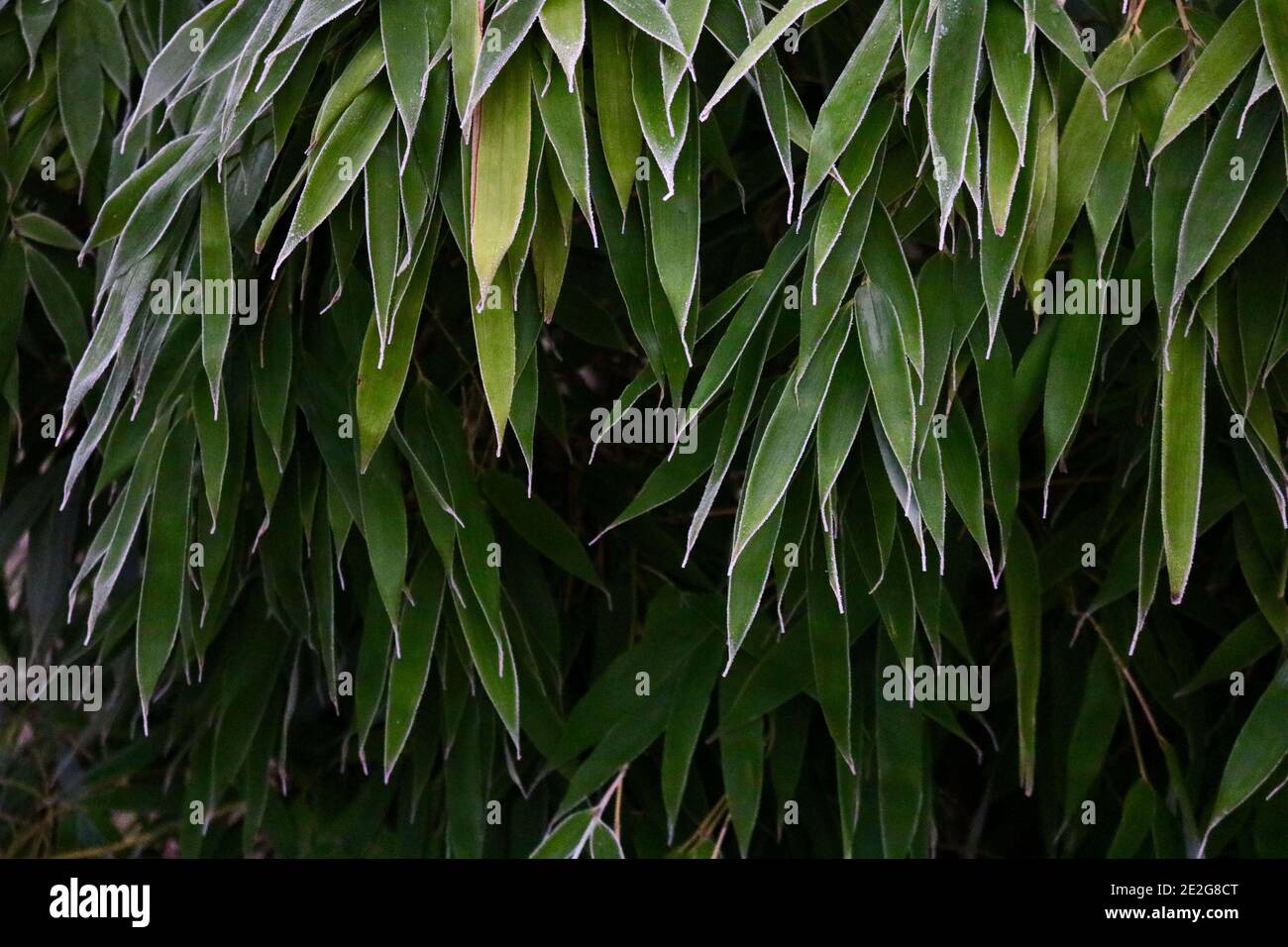 Bamboo in frost hi-res stock photography and images - Alamy