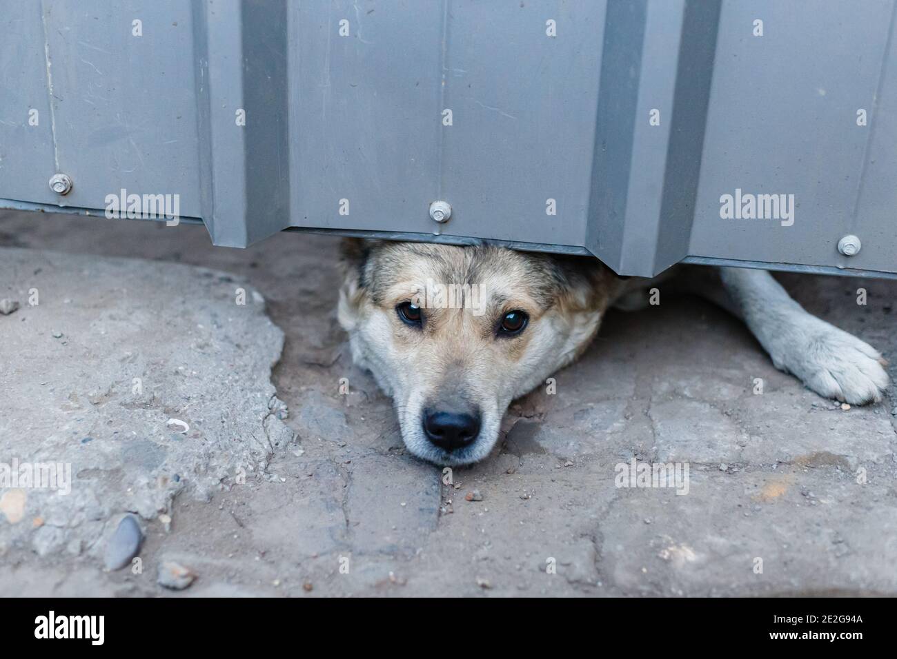 The poor dog hi-res stock photography and images - Alamy