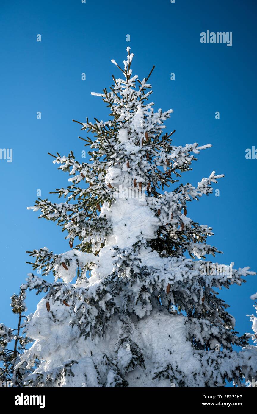 Perfect snow hi-res stock photography and images - Alamy
