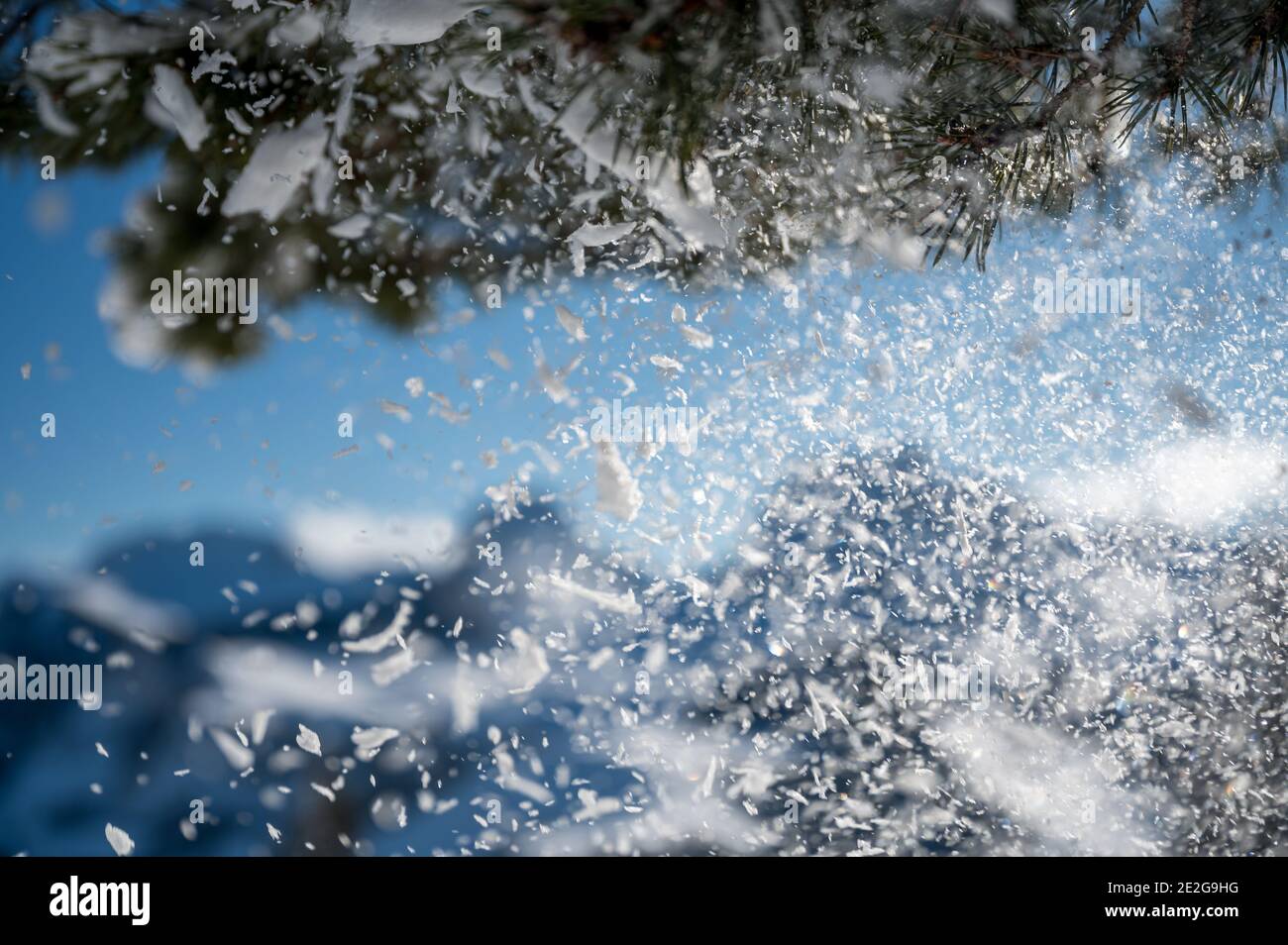 Falls from the tree hi-res stock photography and images - Alamy