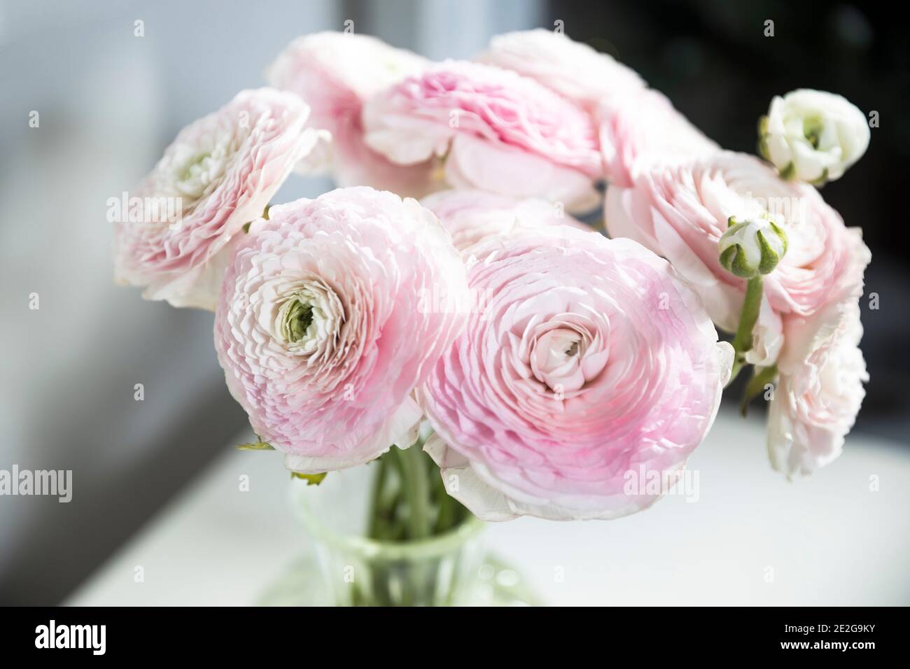 the Bouquet of pale pink Persian buttercups isolated on pale gray. Copy ...