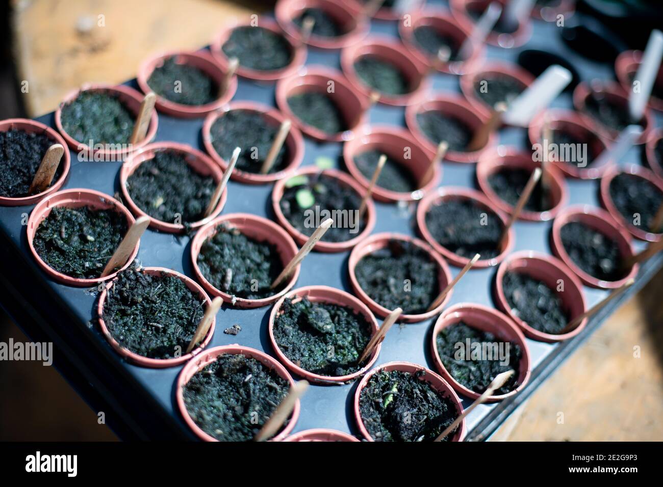Allotment and vegetable growing plot Stock Photo - Alamy