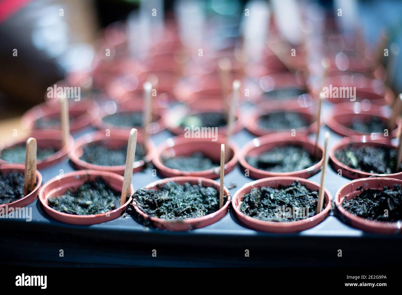 Vegetable plot permaculture hi-res stock photography and images - Alamy