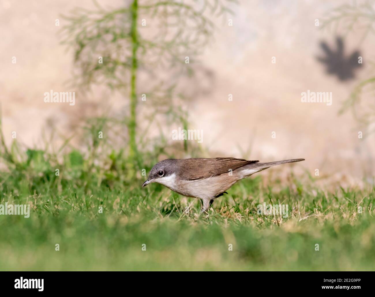 The lesser whitethroat is a common and widespread typical warbler which ...
