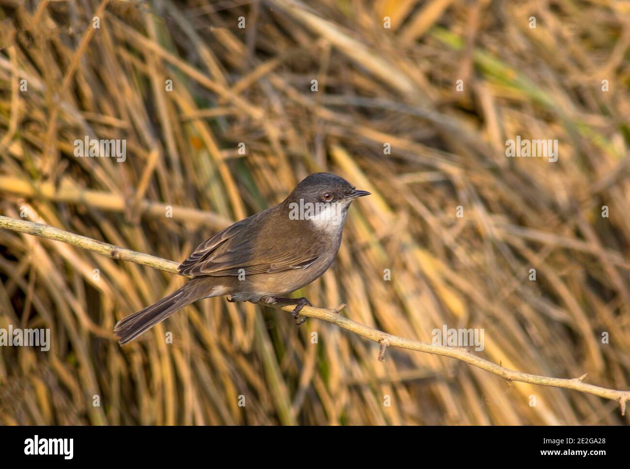 The lesser whitethroat is a common and widespread typical warbler which ...