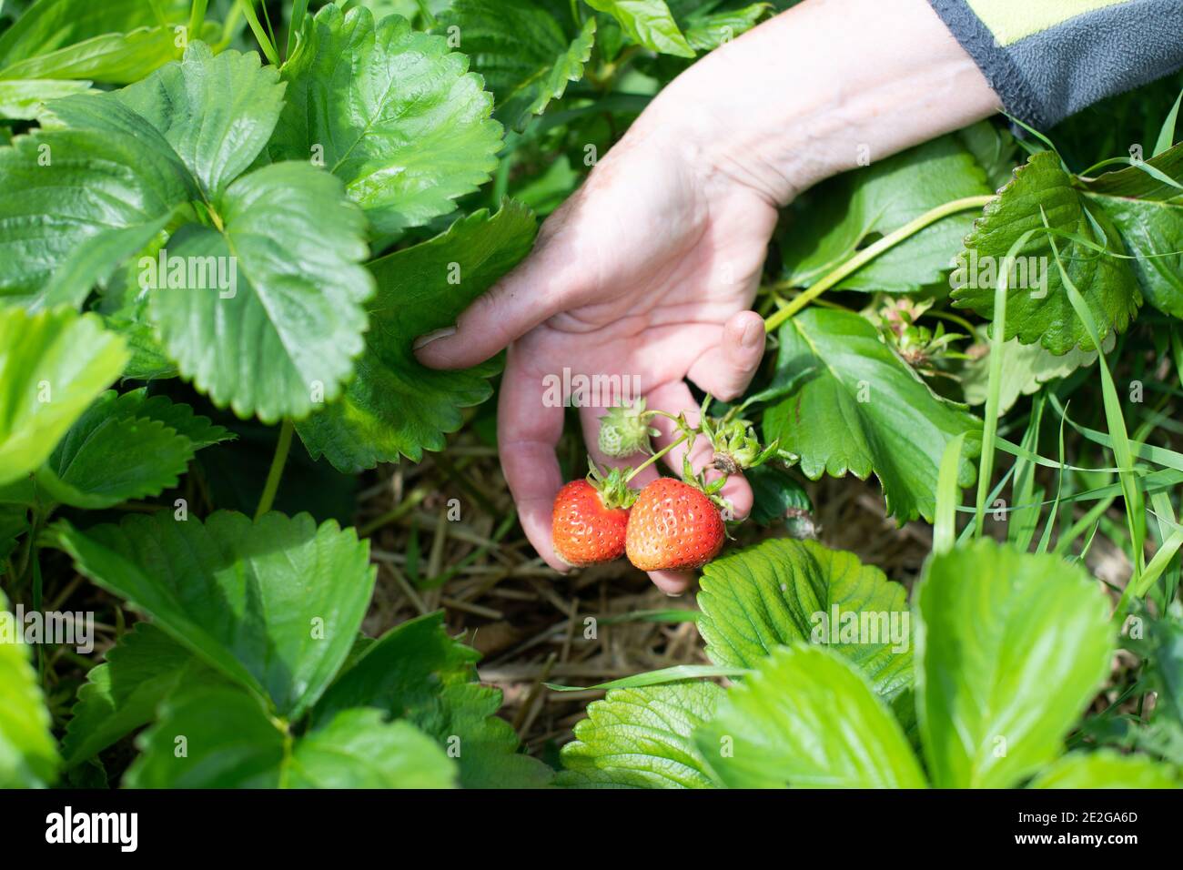 Hand picking strawberries from plant Stock Photo - Alamy