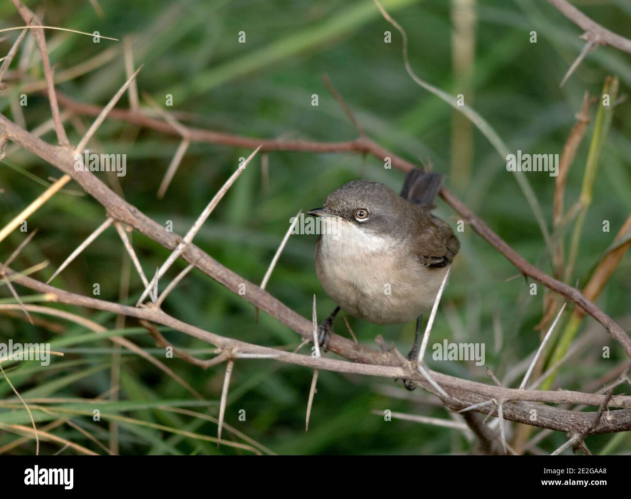 The lesser whitethroat is a common and widespread typical warbler which ...