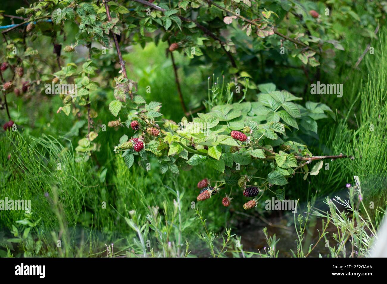 Brambles allotment hi-res stock photography and images - Alamy
