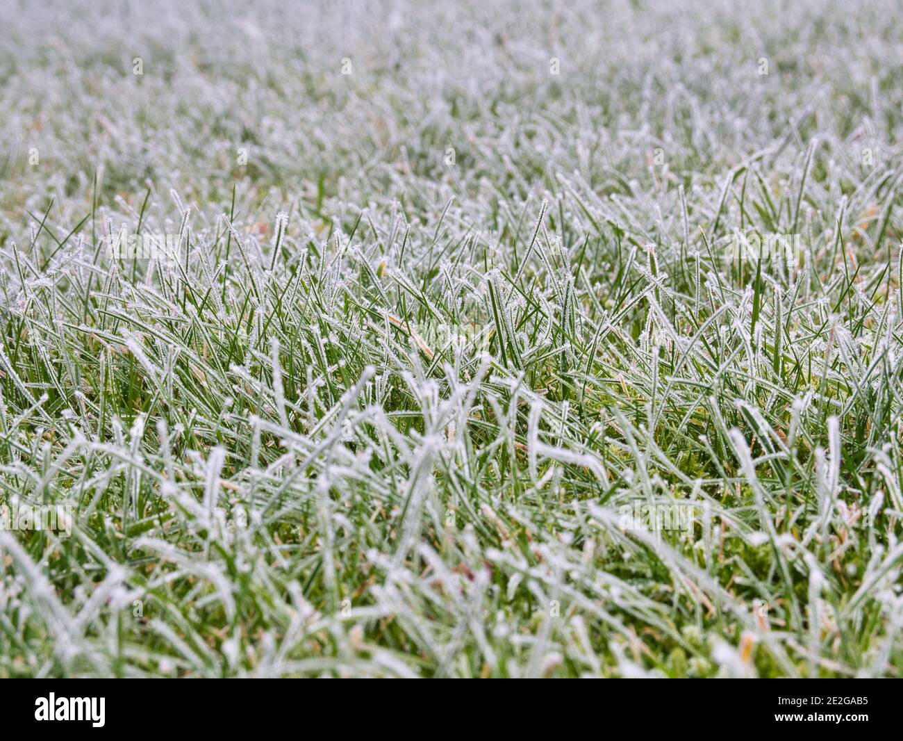 Frosted grass on a winter morning, with focus in the middle distance ...