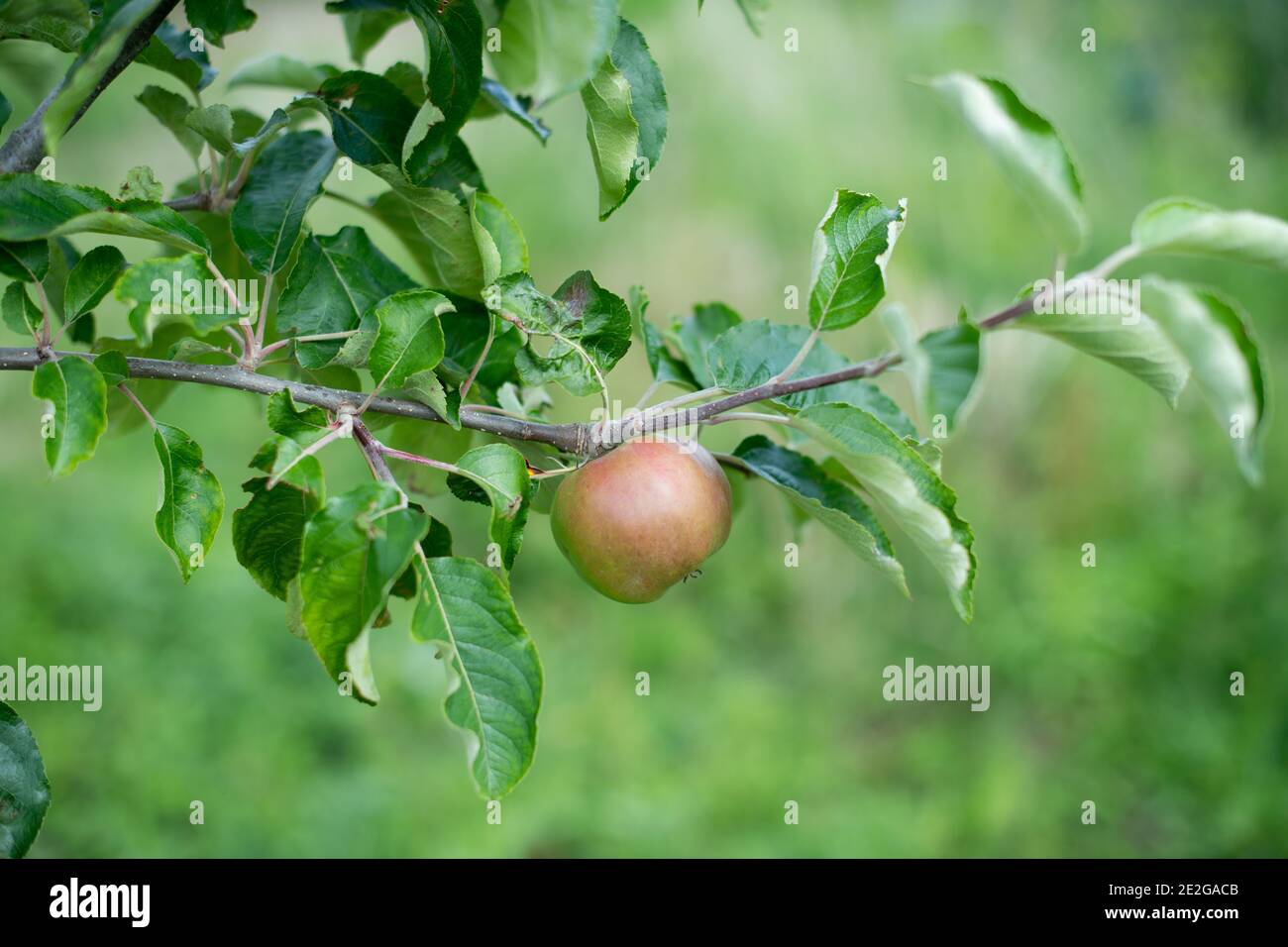 Apple plot hi-res stock photography and images - Alamy