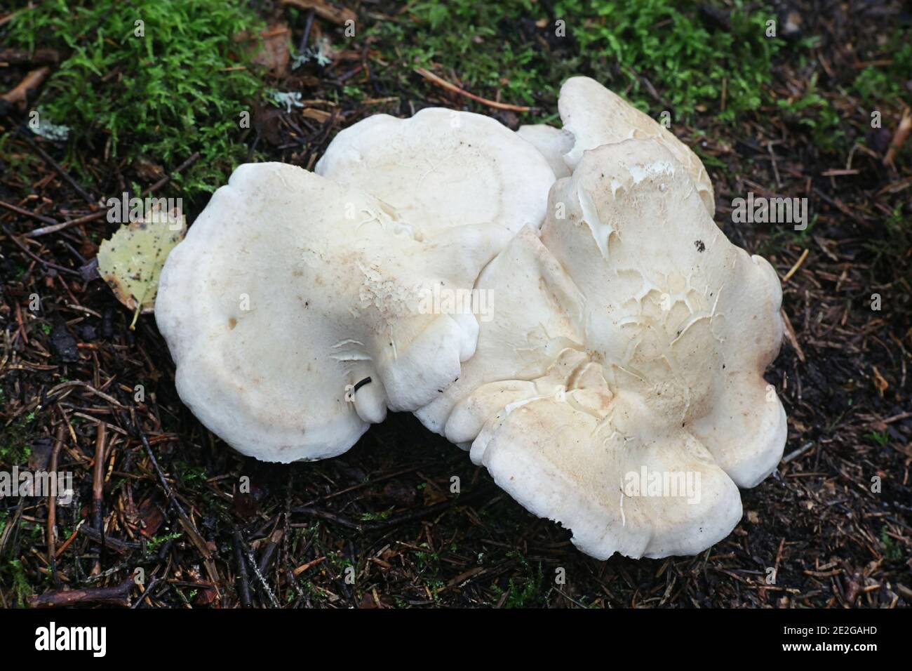 Lampaankaapa hi-res stock photography and images - Alamy