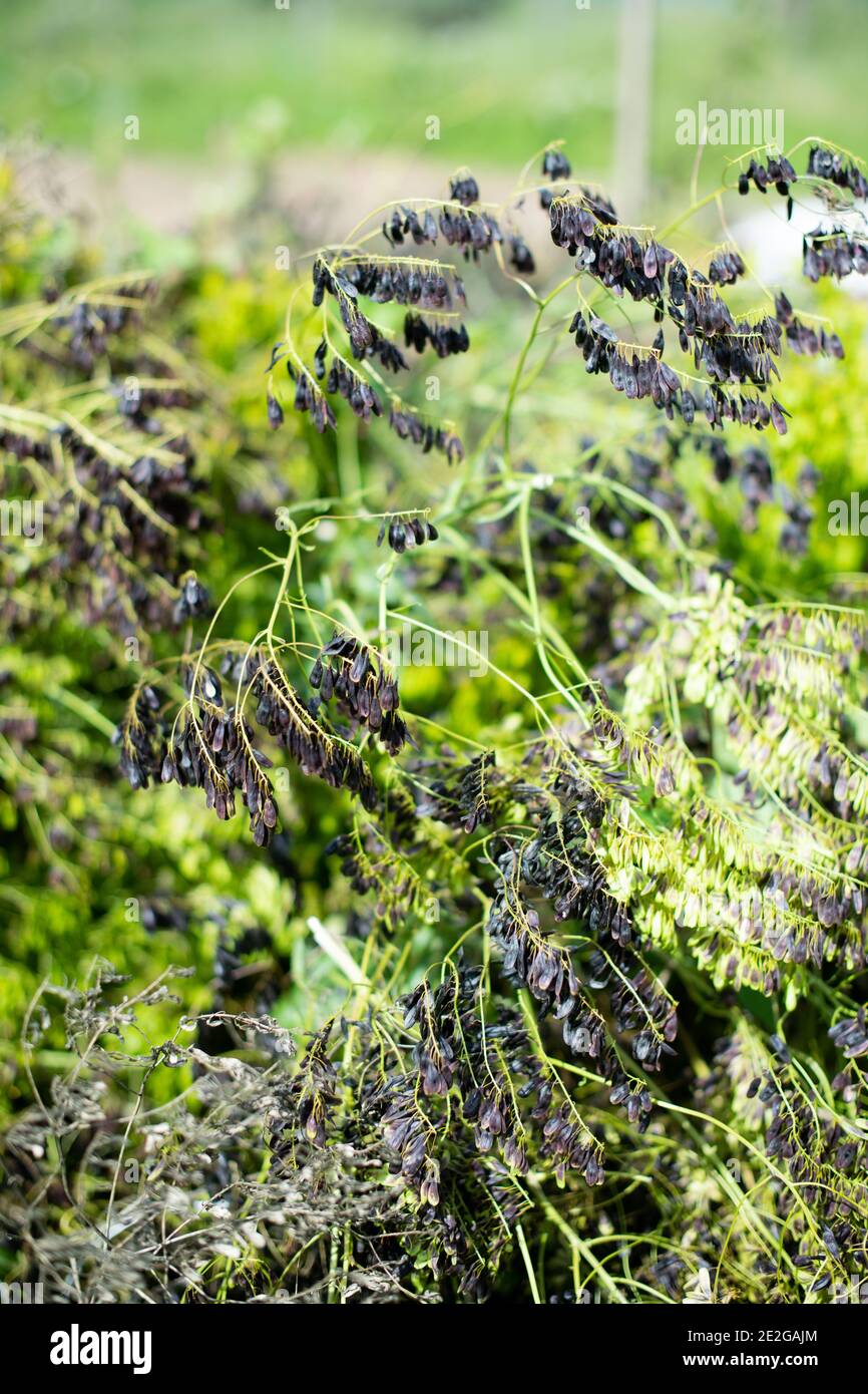 Natural dye from a plant Stock Photo - Alamy