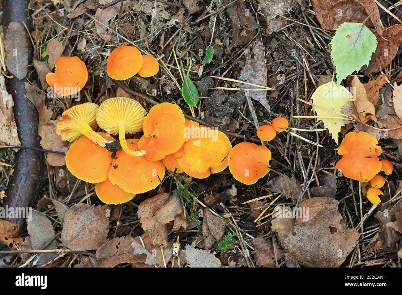 Wax Cap Fungi High Resolution Stock Photography and Images - Alamy