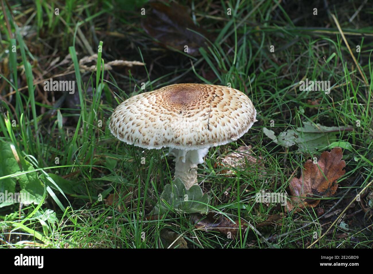 Agaricus augustus, known as the prince, wild edible mushroom from ...